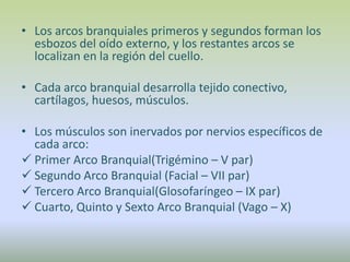 Embriología de cabeza y cuello FonoUNC | PPTX