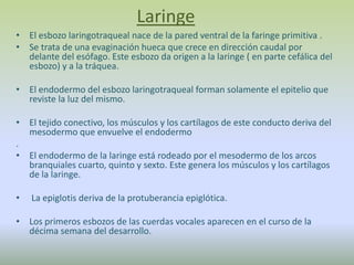 Embriología de cabeza y cuello FonoUNC | PPTX