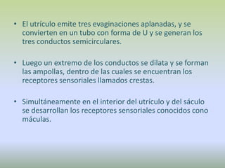 Embriología de cabeza y cuello FonoUNC | PPTX