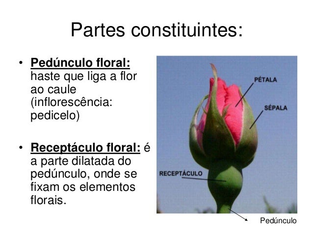 Estrutura da flor