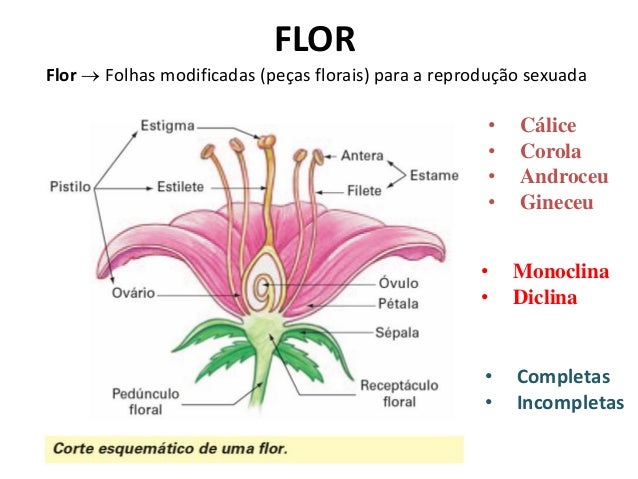 Flores