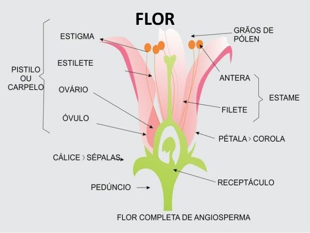 Flores