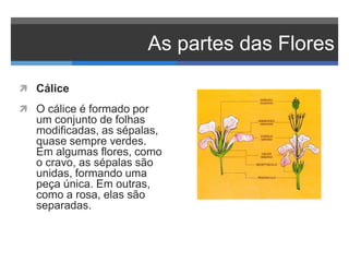 Morfologia da flor: o cálice e a corola das angiospermas
