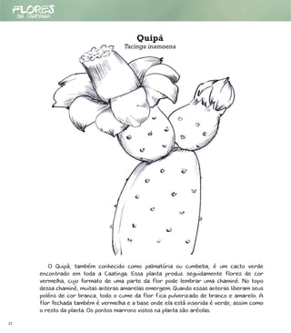 Flores da caatinga | PDF