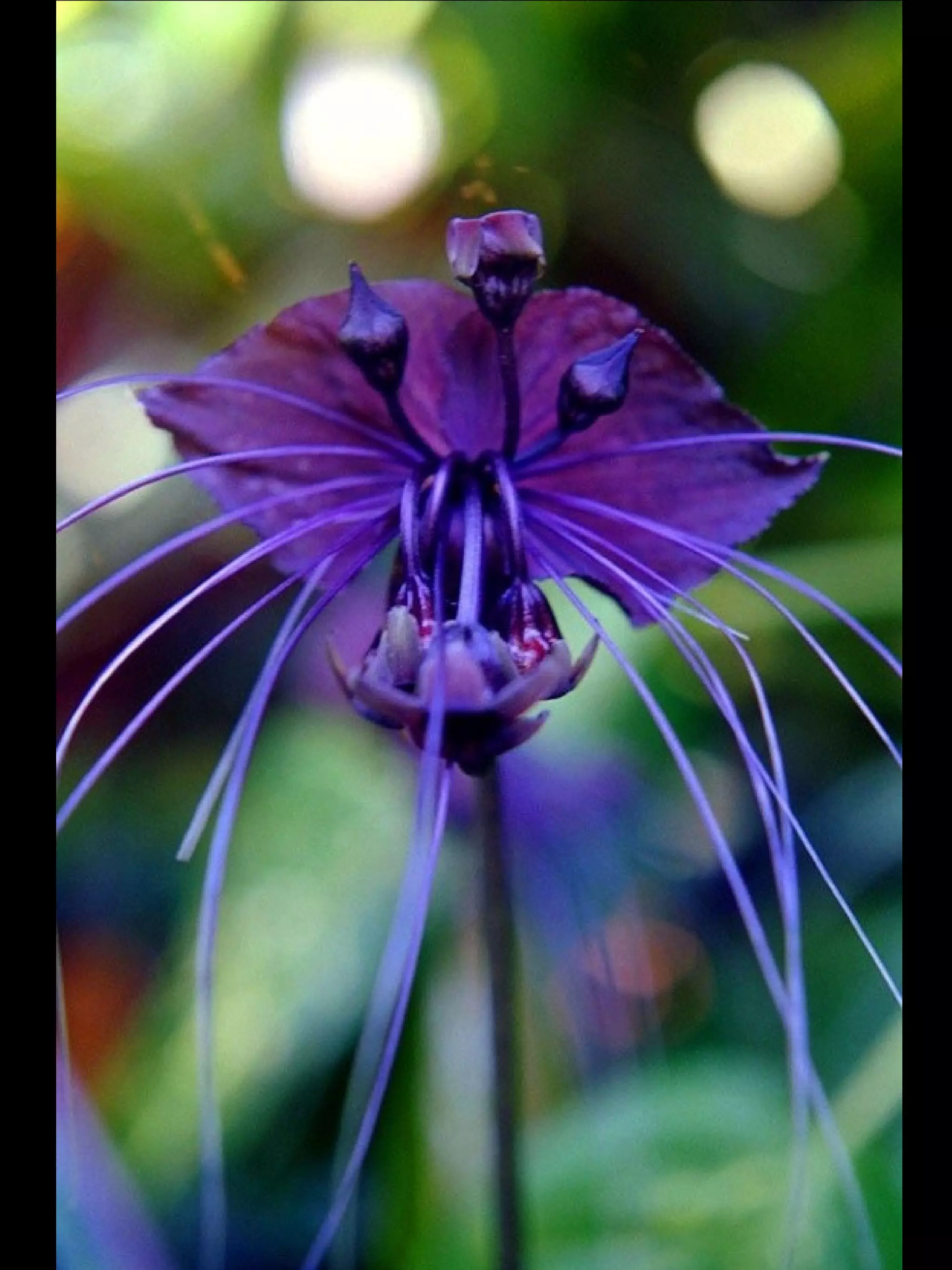 Flores Estranhas | PPS