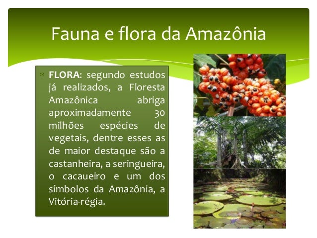 Floresta amazônica