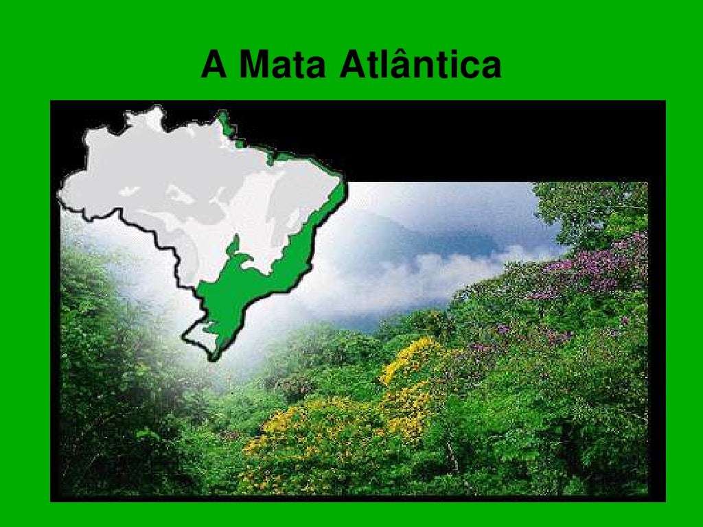 Floresta amazônica e a mata atlântica slide do 5º ano