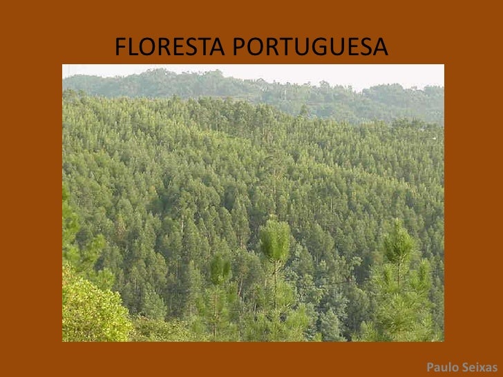 A Floresta [Portugal] - Upstart