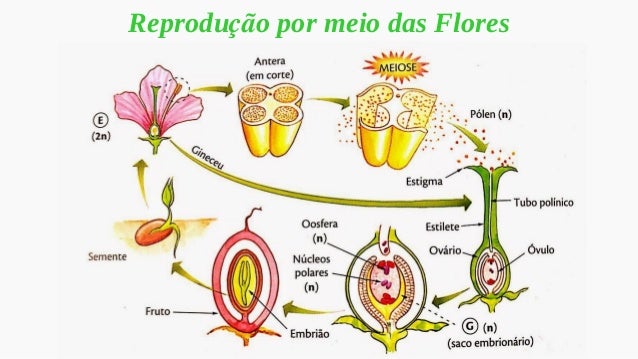 Angiospermas - Flor, fruto e semente