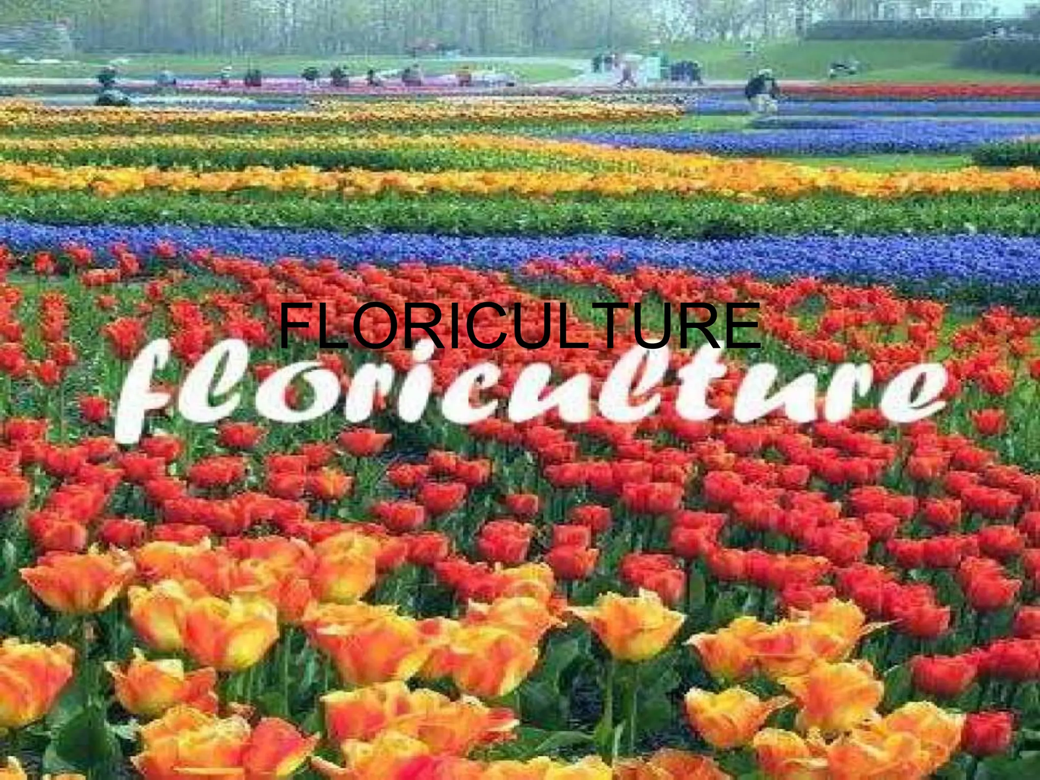 floriculture-140829123140-phpapp02 (1) (1).pptx