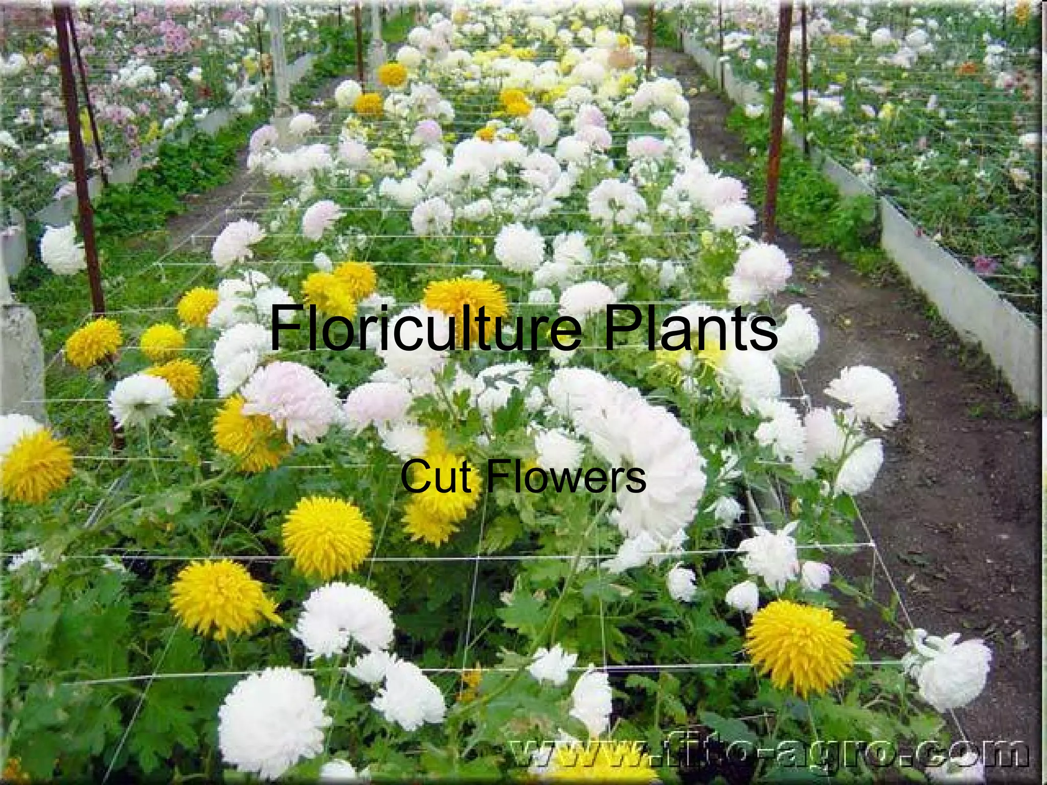 Floriculture cut flower plants | PPT | Gardening | Home & Garden