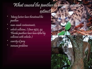 Florida panther | PPT