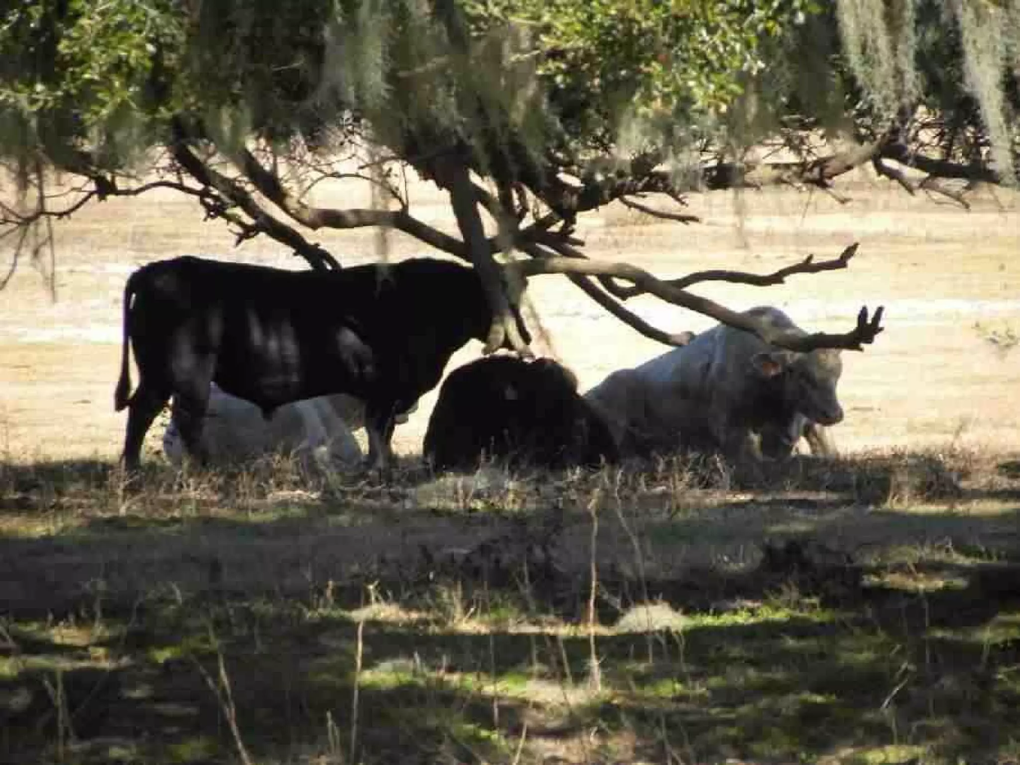 Florida Scenes! | PPT