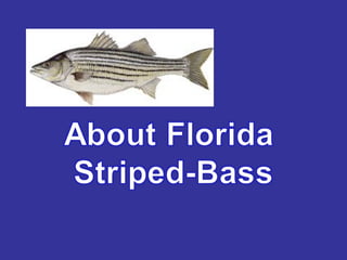 Florida striped bass | PPT