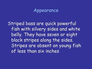 Florida striped bass | PPT
