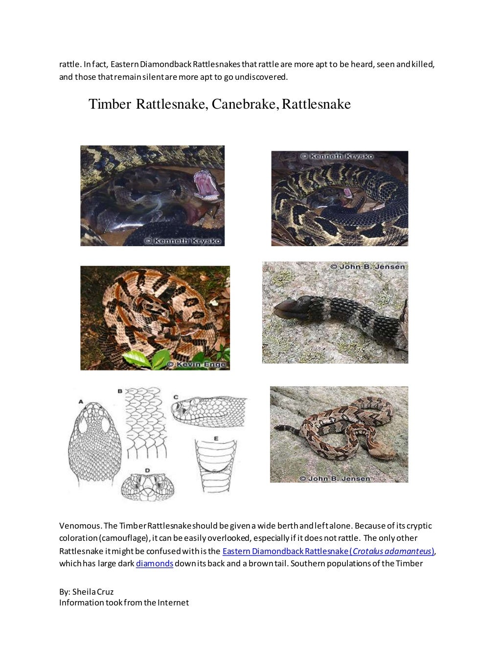 Florida venomous snakes | PDF