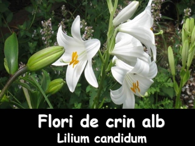 Flori de crin alb - Lilium candidum | PPT