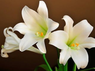 Flori de crin alb - Lilium candidum | PPT