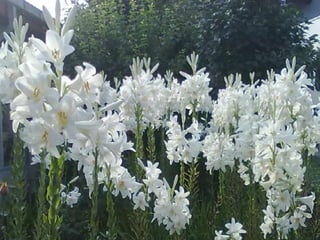 Flori de crin alb - Lilium candidum | PPT