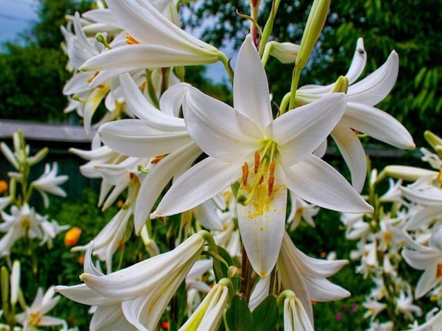 Flori de crin alb - Lilium candidum | PPT