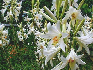 Flori de crin alb - Lilium candidum | PPT