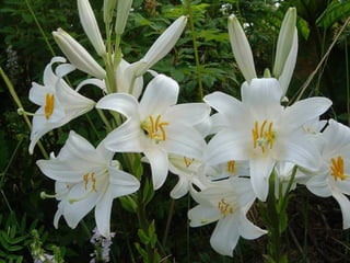 Flori de crin alb - Lilium candidum | PPT