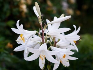 Flori de crin alb - Lilium candidum | PPT