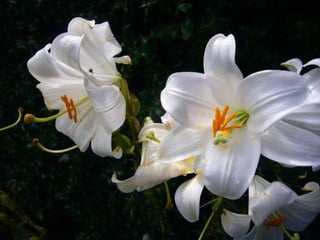 Flori de crin alb - Lilium candidum | PPT