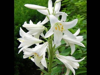Flori de crin alb - Lilium candidum | PPT