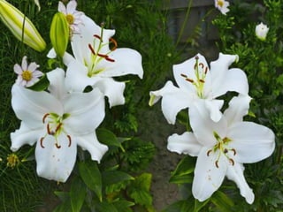 Flori de crin alb - Lilium candidum | PPT