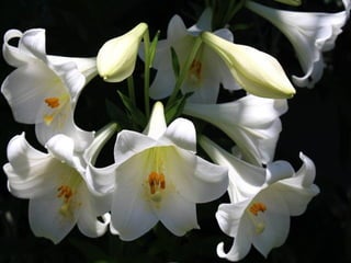 Flori de crin alb - Lilium candidum | PPT