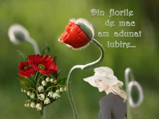 Flori de mac | PPTX