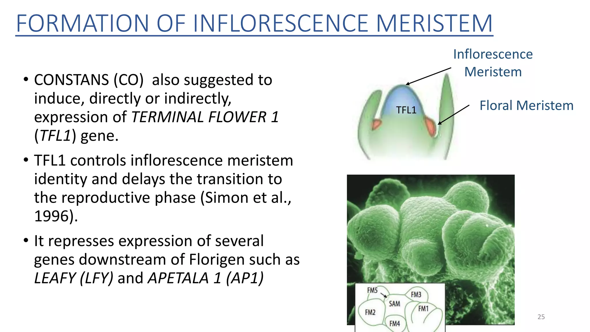 Florigen concept | PPTX