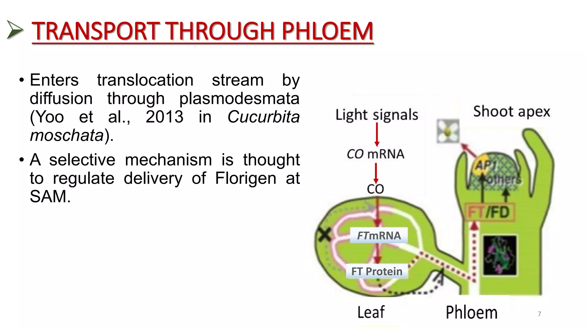 Florigen concept | PPTX