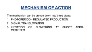 Florigen concept | PPTX