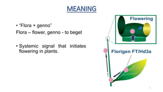 Florigen concept | PPTX