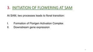 Florigen concept | PPTX