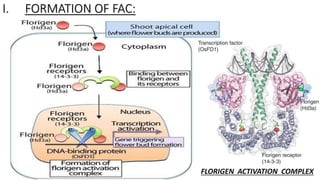 Florigen concept | PPTX