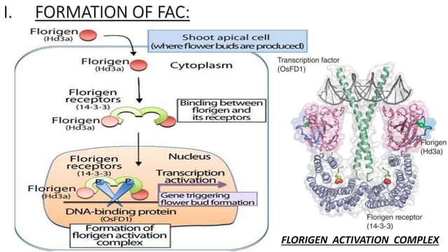 Florigen concept | PPTX