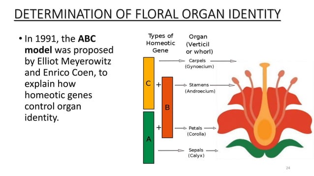 Florigen concept | PPTX