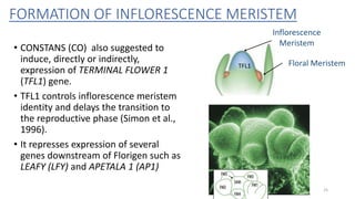 Florigen concept | PPTX