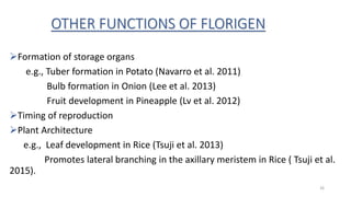 Florigen concept | PPTX