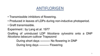 Florigen concept | PPTX