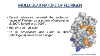 Florigen concept | PPTX