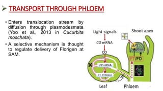 Florigen concept | PPTX