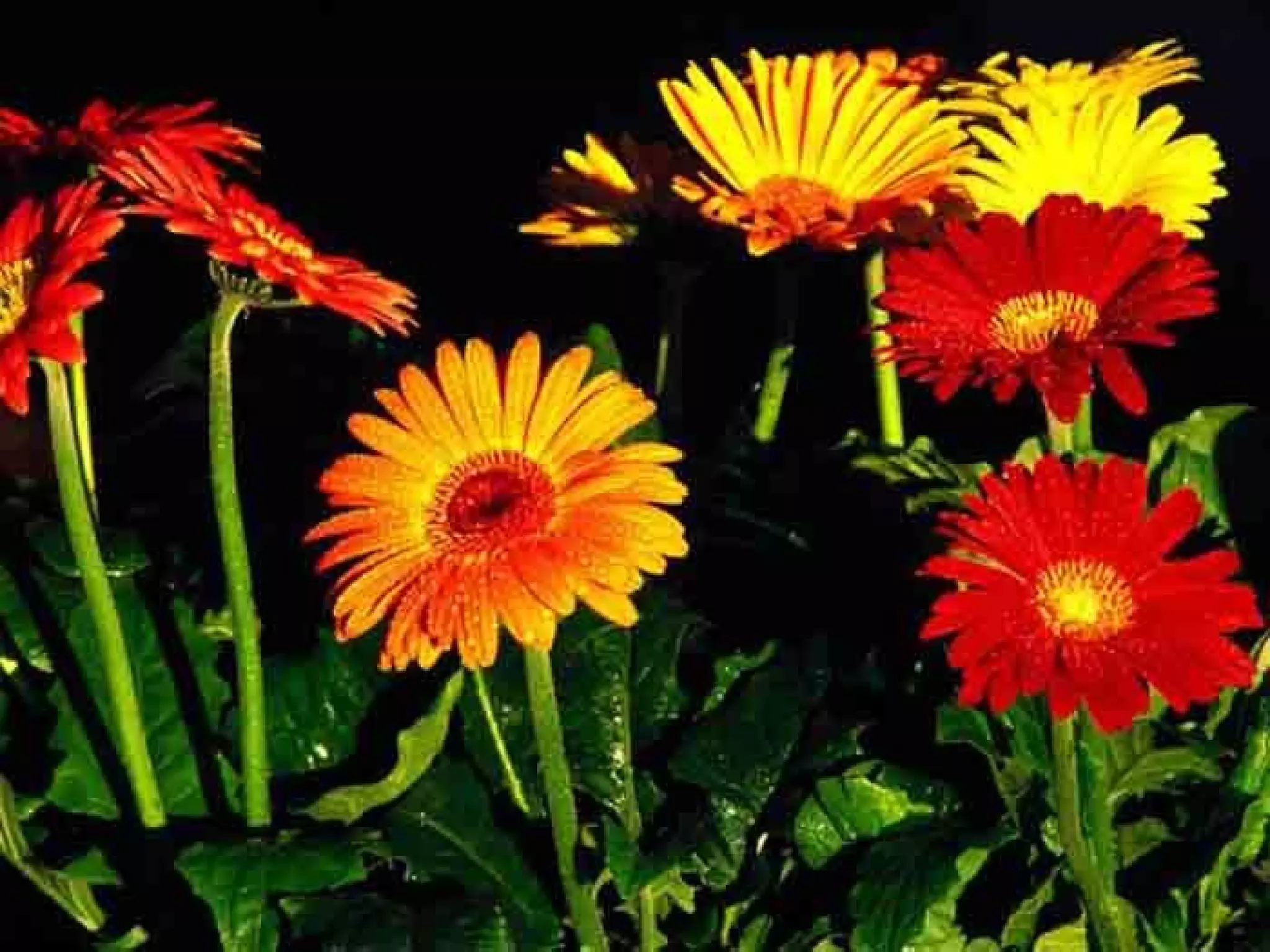 Flori Multicolore | PPS