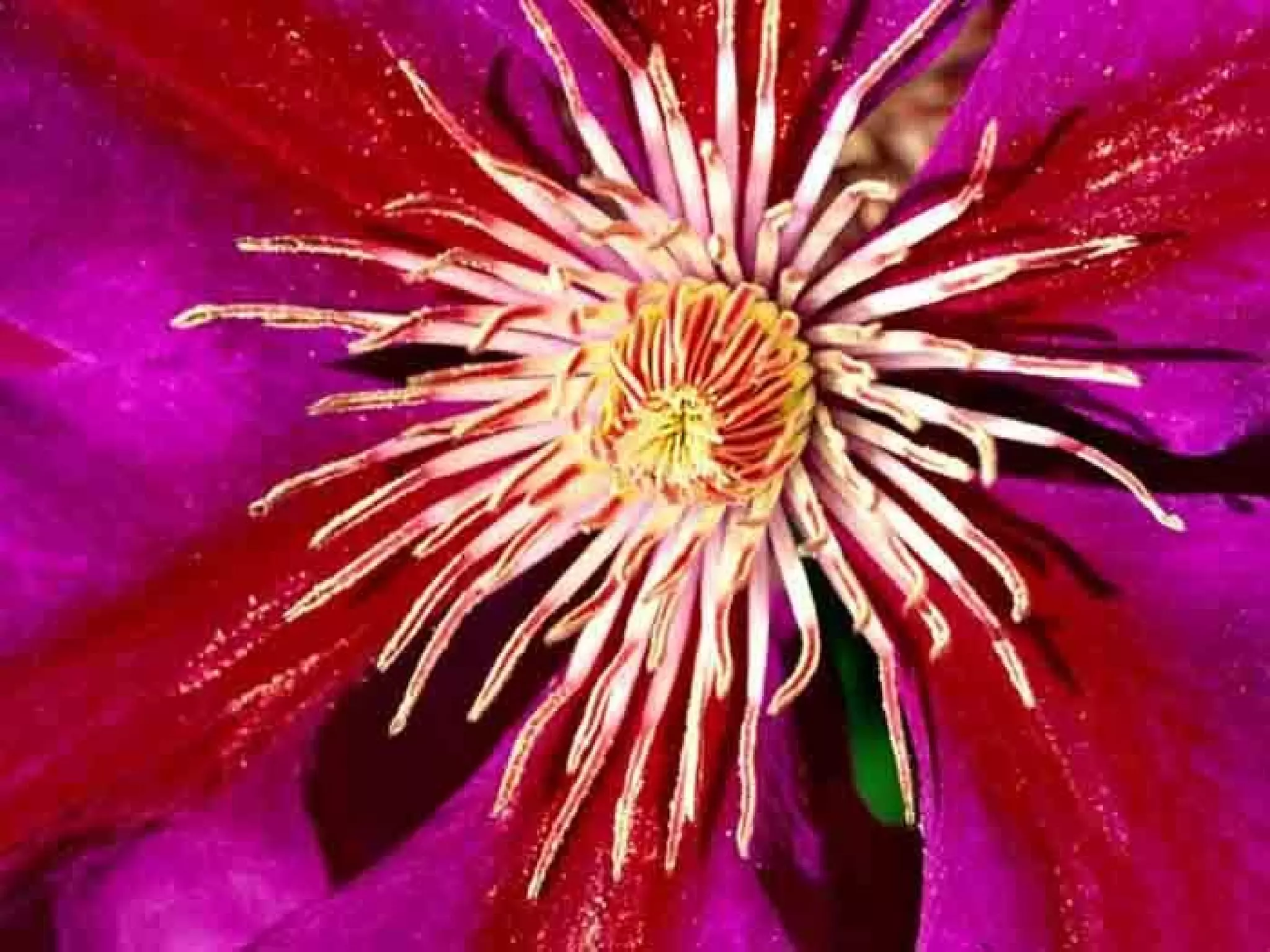 Flori Multicolore | PPS