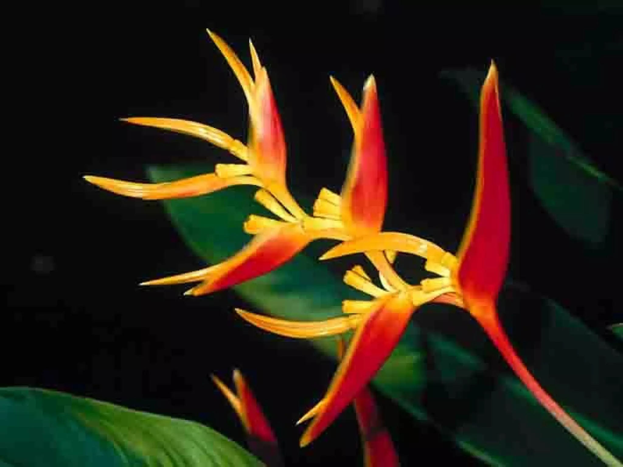 Flori Multicolore | PPS