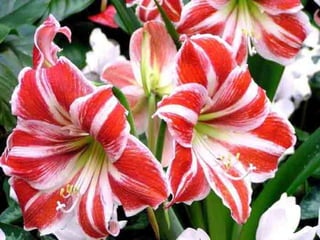 Flori Multicolore | PPS