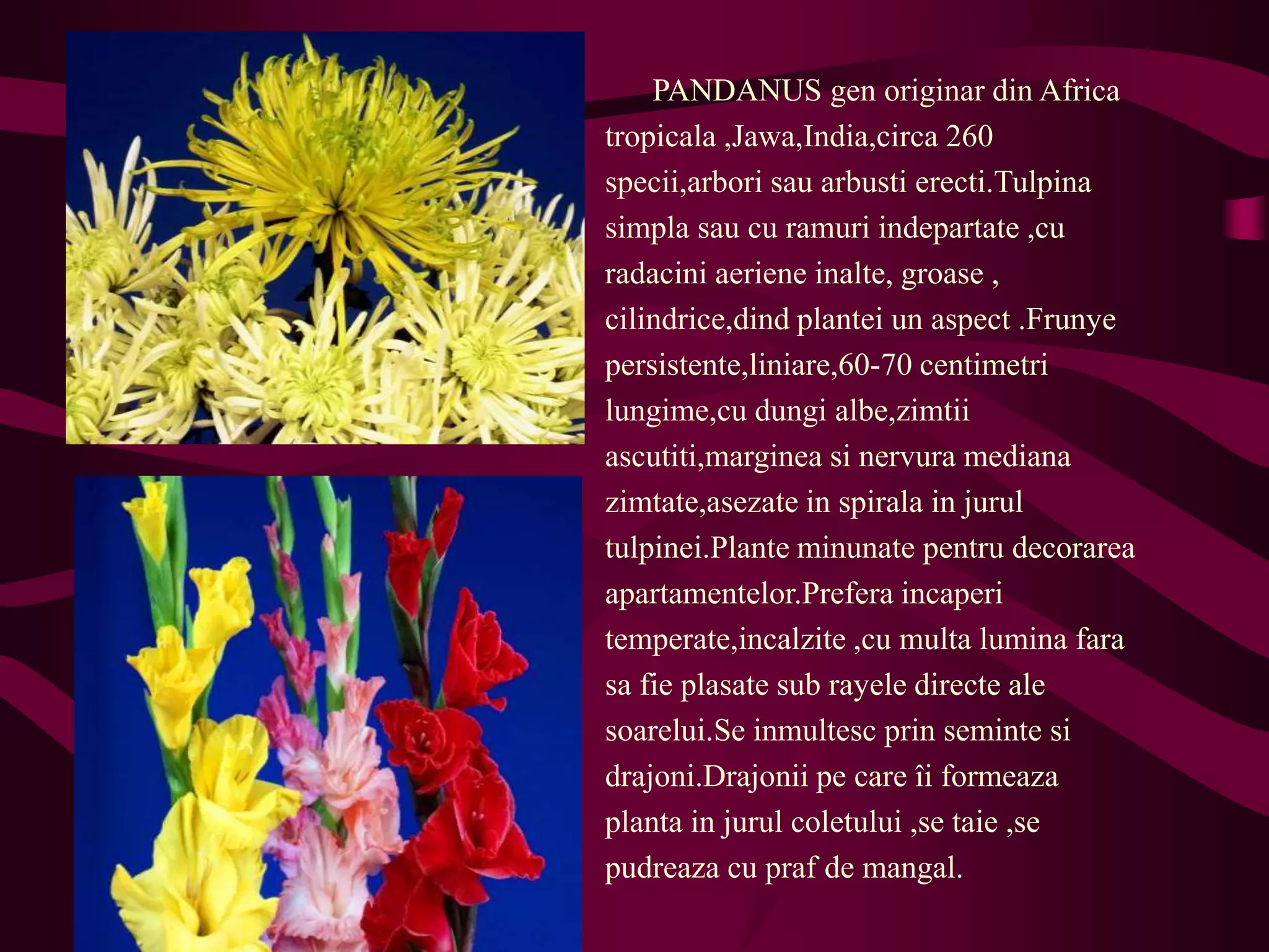 Flori Ornamentale.ppt